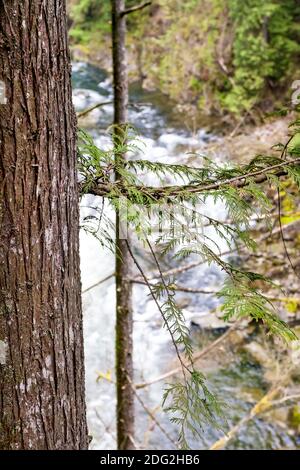 Western red cedar tree branch with green linear shaped leaves against a ...