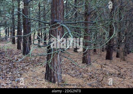 A forest of Willamette Valley Ponderosa Pine trees, planted in 2006, at ...