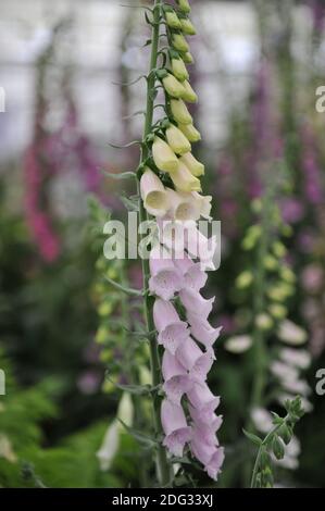 The foxglove is a beautiful flower that blooms in colours such as pink ...