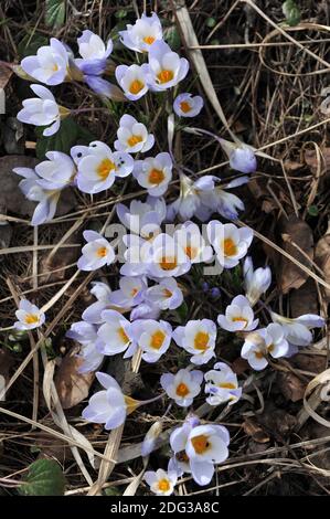 Crocus biflorus 'Blue Pearl' Stock Photo - Alamy