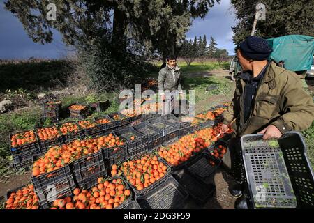 Harvest of oranges and clementines in Boufarik, Algeria, on January 14 ...