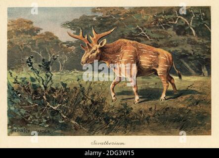 Sivatherium, Sivatherium giganteum, extinct genus of giraffid Stock ...