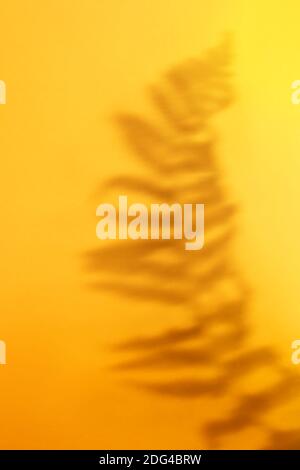 Shadow Silhouette of Fern Leaf on a bright Orange Background. Botanical ...