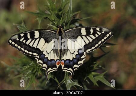 Papilio machaon, European Swallowtail from Italy Stock Photo - Alamy