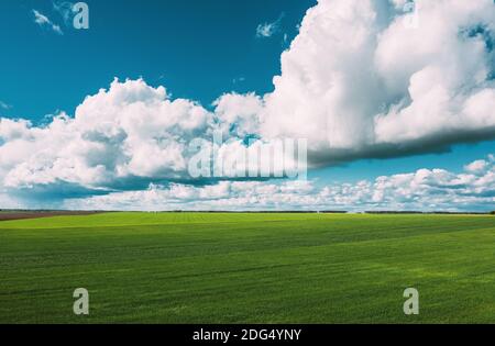 Young green shoots in the ground. Close-up of the new shoot of a young ...