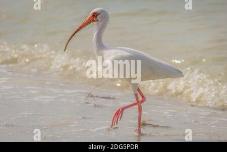 Wild Ibis on the Atlantic Ocean, Florida, USA, North America Stock ...