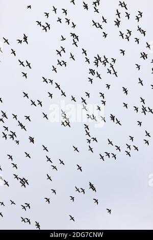 Little Auk flying Stock Photo - Alamy