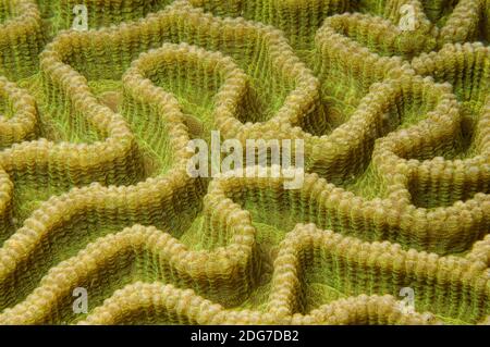 Grooved Brain Coral (Diploria labyrinthiformis), Bonaire, Netherlands ...