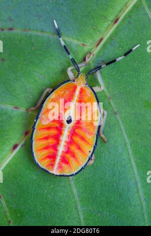 Bronze Orange Stink Bug, Musgraveia sulciventris, at Glenbrook, New ...