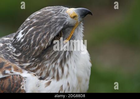 King Rough-legged Buzzard Stock Photo - Alamy