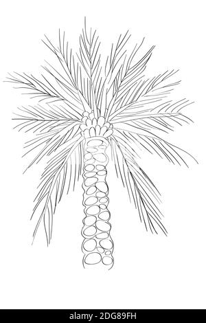 Tropical palm tree. Ink black and white drawing Stock Photo - Alamy