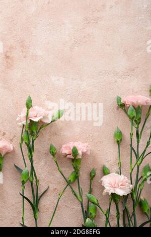 Flowers composition made of coral carnation and silver-green leaves of ...