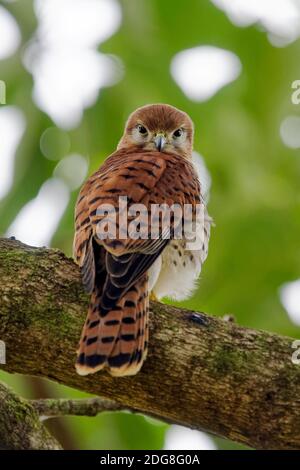 Mauritius. The endemic Mauritius kestrel, Falco punctatus Stock Photo ...
