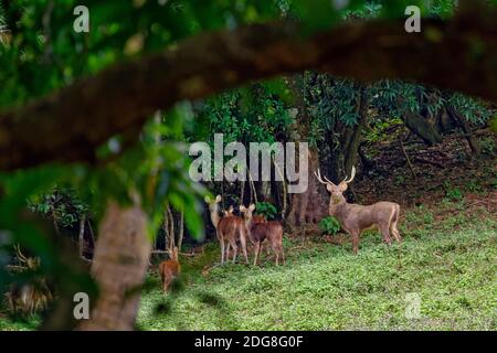 Javan rusa or Sunda sambar (Rusa timorensis) is a deer species that is ...