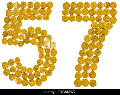 Arabic numeral 57, fifty seven, from flowers of lilac, isolated on ...