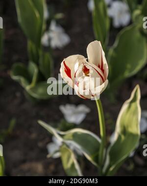 Colorful single tulip flower bloom in the spring garden Stock Photo - Alamy