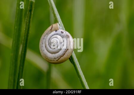 Single snail house shell close up isolate against a white backdrop ...
