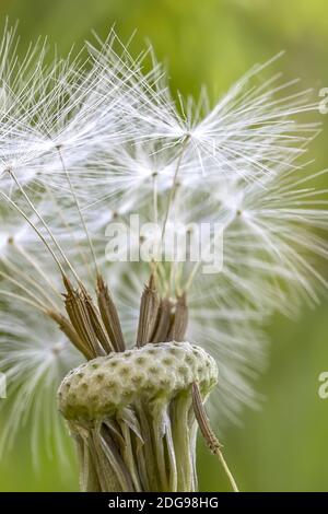 Closeup of dandelion seed head with parachute-like pappus Stock Photo ...