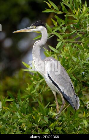 Graureiher - Fischreiher Stock Photo - Alamy