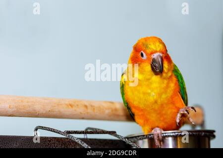 Sun parakeet parrot eating with nature background Sun conure bird and ...