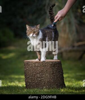 British Shorthair cat standing on two legs Stock Photo - Alamy