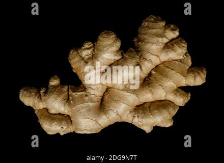 Ginger (Zingiber officinale), rhizome on coarse soil Stock Photo - Alamy