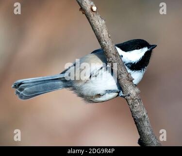 Funny chickadee on a tree branch in the vibrant background Stock Photo ...