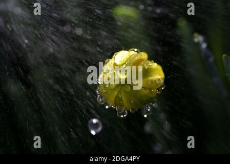 Buds of Narcissus flowers (Narcissus) is a genus of the family ...