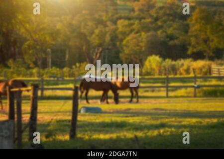 Rural blur background with animals and sunset. Farm concept image Stock ...
