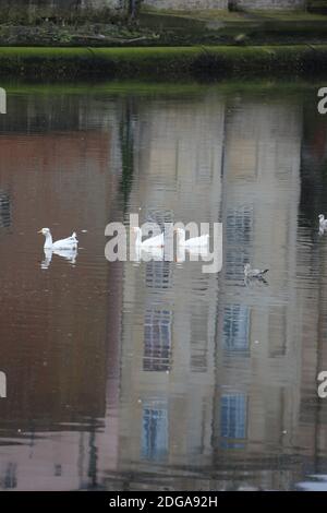 lined geese swimming in the river Stock Photo - Alamy