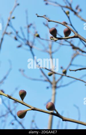 Negronne fig tree - ficus carica Stock Photo - Alamy