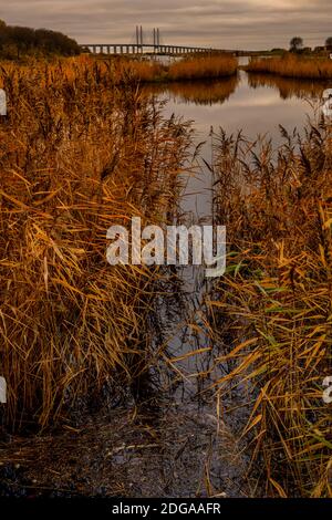 A beautiful picture of reeds that appear in red in the sunset light ...