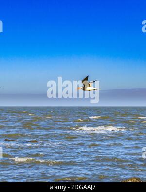 bird flying over the river Stock Photo - Alamy