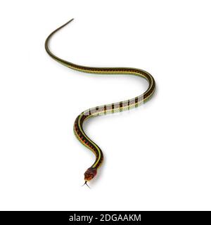 Small Common gartersnake snake aka Thamnophis sirtalis infernalis ...