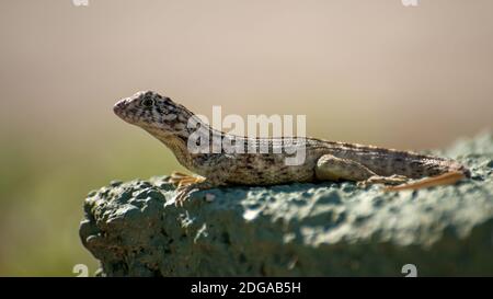 Cuban Brown Curly-tailed Lizard (Leiocephalus cubensis) adult, resting ...