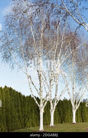 Birch tree at the Oregon Garden in Silverton, Oregon Stock Photo - Alamy