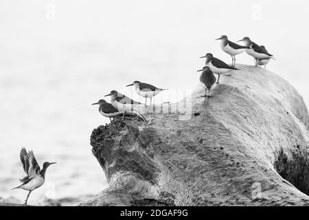 Common Sandpiper (Actitis hypoleucos), a flock resting on a dead trunk ...