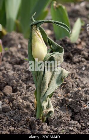 Tulip fire (Botrytis tulipae) disease damage and wilting of tulip ...