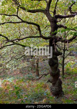 Gnarly tree branches in an autumn setting Stock Photo - Alamy