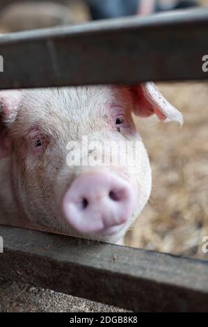 A pig in a pigpen peering through a wooden barrier Stock Photo - Alamy