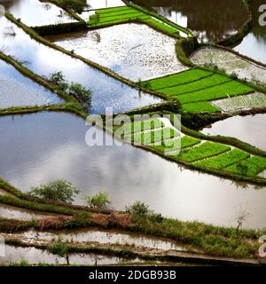 Terrace field for coultivation of rice Stock Photo - Alamy
