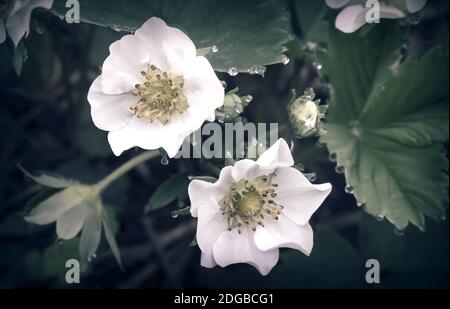 Horizontal macro of blooming wild strawberry flowers with white petals ...