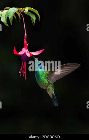 Green violetear (Colibri Thalassinus) flying to drink trough the ...
