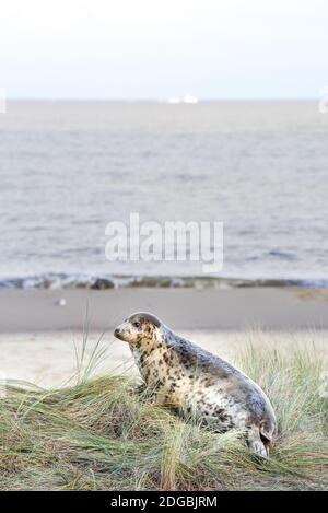 Grey seal pup with mum on a beach on frosty cold morning at Donna Nook ...