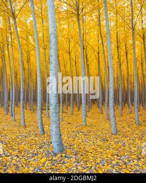 Oregon USA Poplar tree plantation straight trunks white bark Stock ...