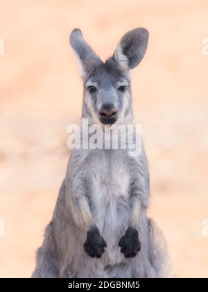 Australia, Wallaroo (Macropus Robustus) Standing In Grass Stock Photo ...