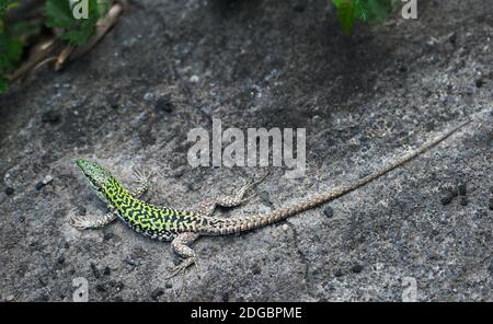 Lizard close up in Sicily, Italy Stock Photo - Alamy