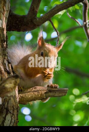 Ginger red squirrel on pine tree branches in autumn forest Stock Photo ...