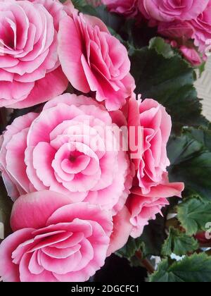 Single pink camelia blossoming flower on a tree brunch in a spring ...