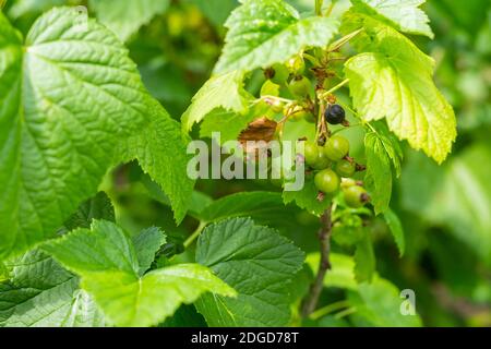 Berries black currant with green leaf. Fresh fruit, isolated on white ...